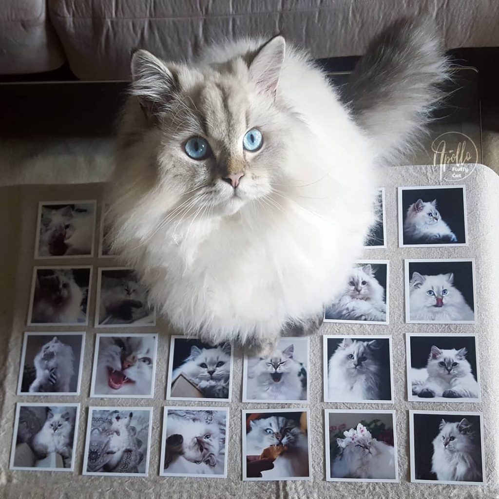 Jak zrobić filcową zakładkę 3D w kształcie kociej łapki » Apollo Fluffy ...